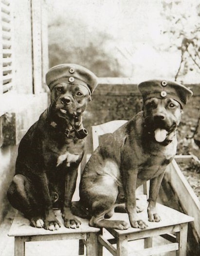 “Cry ‘Havoc!’, and let slip the dogs of war” | laststandonzombieisland