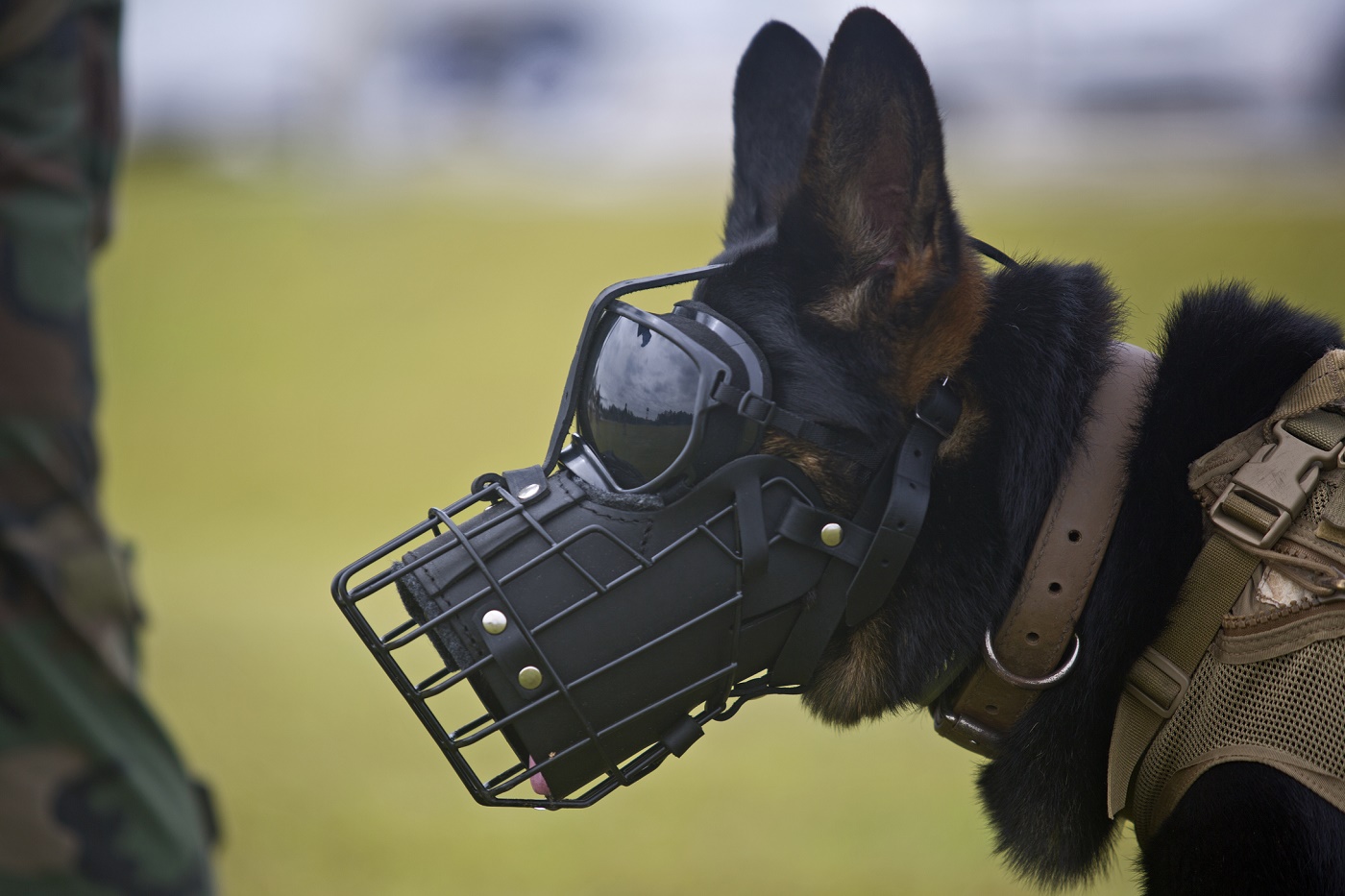 One heck of a Devil Dog | laststandonzombieisland