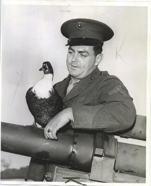 The hard charging (hard drinking) Devil Duck of 1/10 Marines at Tarawa ...