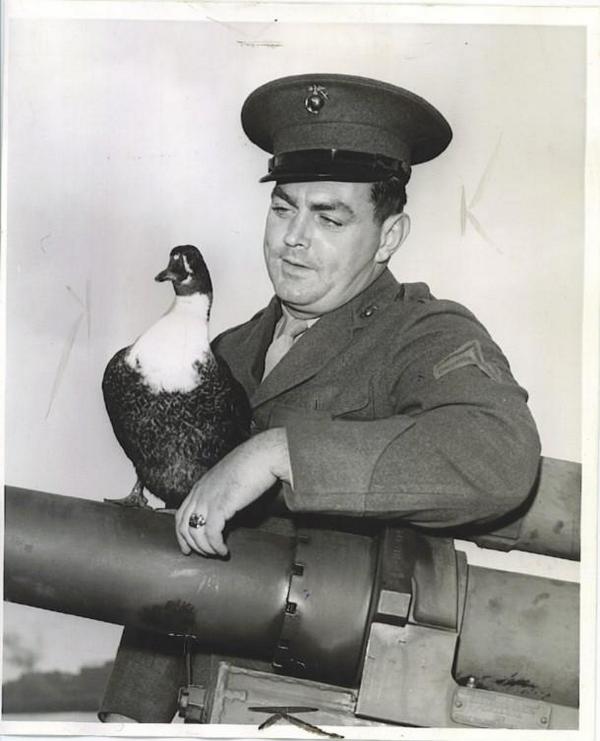 marine duck | laststandonzombieisland