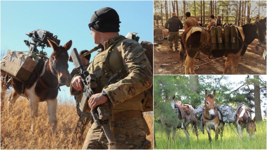 mule team | laststandonzombieisland