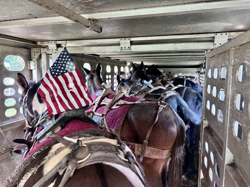 Mule Packer Ranch | laststandonzombieisland