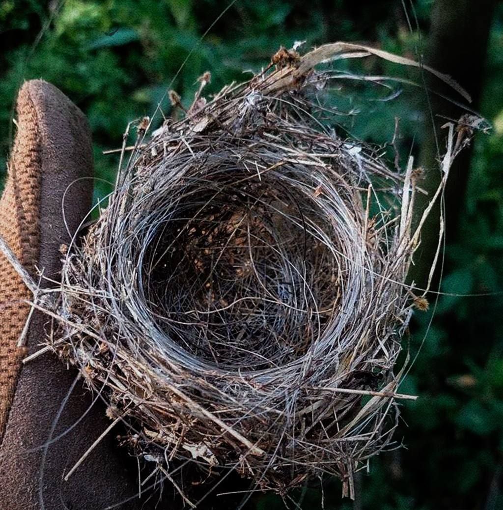 Birds make nests from fiber optic threads for drones ...
